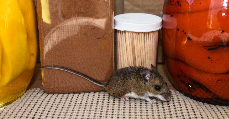 Keep Rats And Mice Out Of Your Warehouse - Kapture