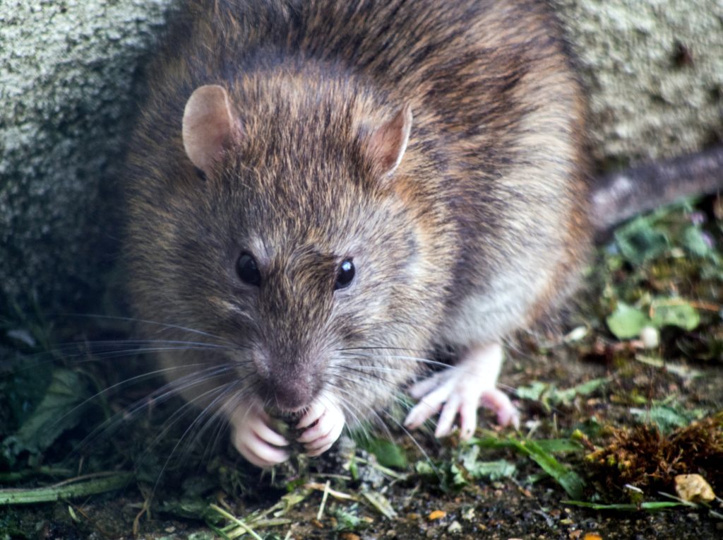 Keep Rats And Mice Out Of Your Warehouse - Kapture