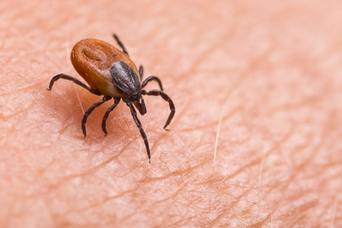 All about ticks in New Jersey | Now is the time to treat your yard!