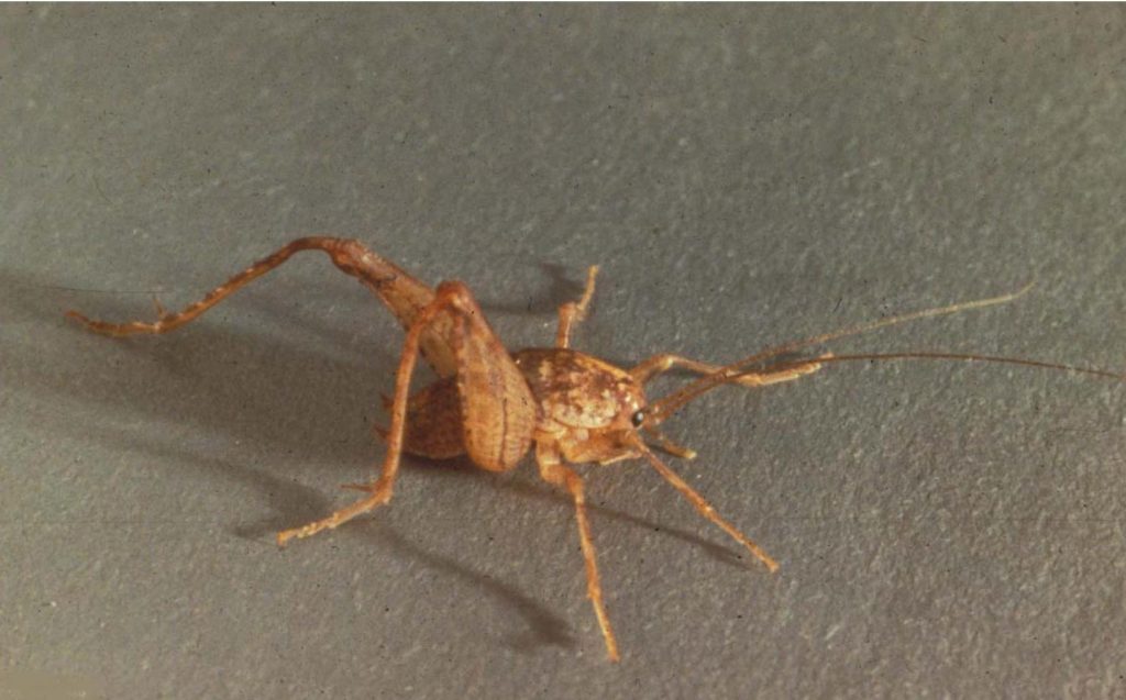 Spider Crickets in New Jersey