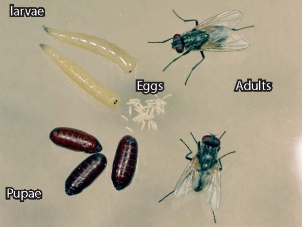 Flies in New Jersey | Kapture Pest Control