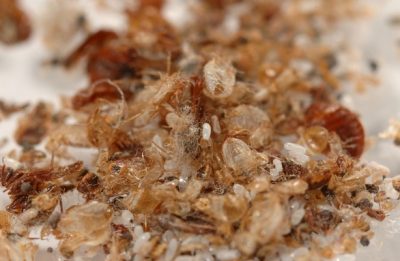 Bed Bug Shells - Kapturepest