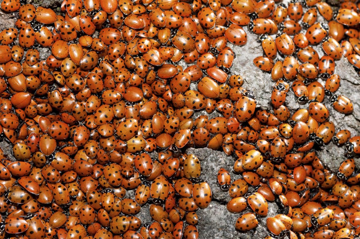 Ladybugs in New Jersey
