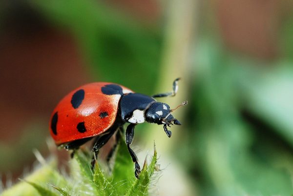 Ladybugs in New Jersey