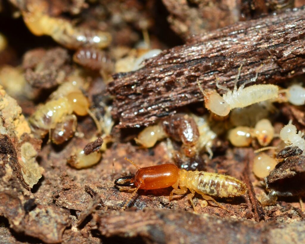 Termite Control In North New Jersey | Termite Control Company NJ