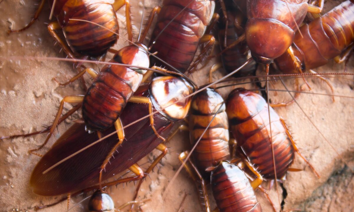 How Do Cockroaches Get Into The House?