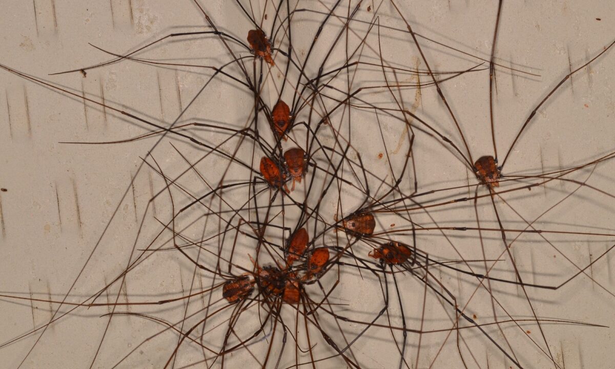 Granddaddy Long Legs And The Myths About Them
