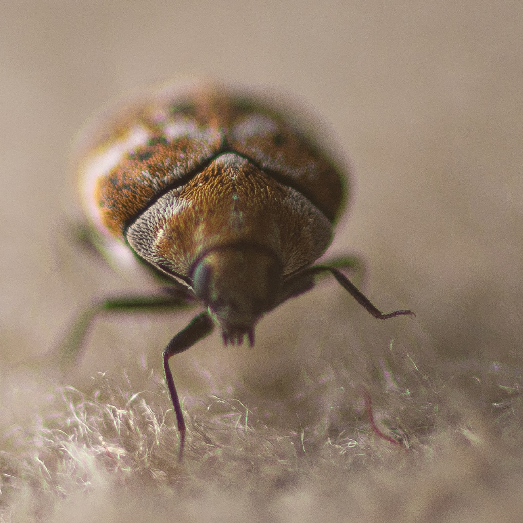 Beetle Infestations: Identification, Prevention, and Control