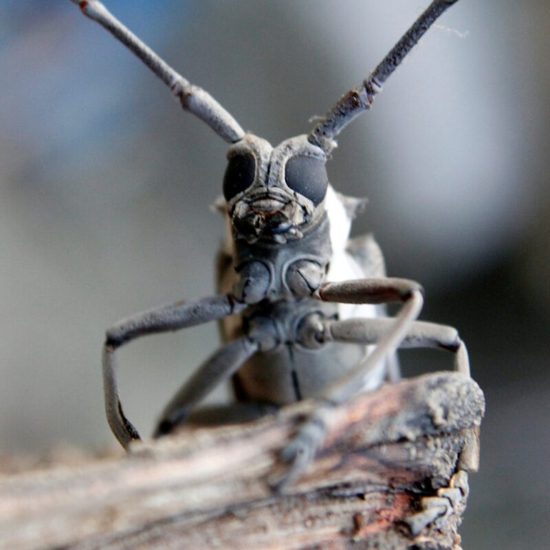 Beetle Infestations: Identification, Prevention, and Control