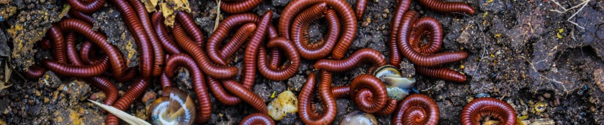 Small Tiny Worms in Your House - Kapture Pest