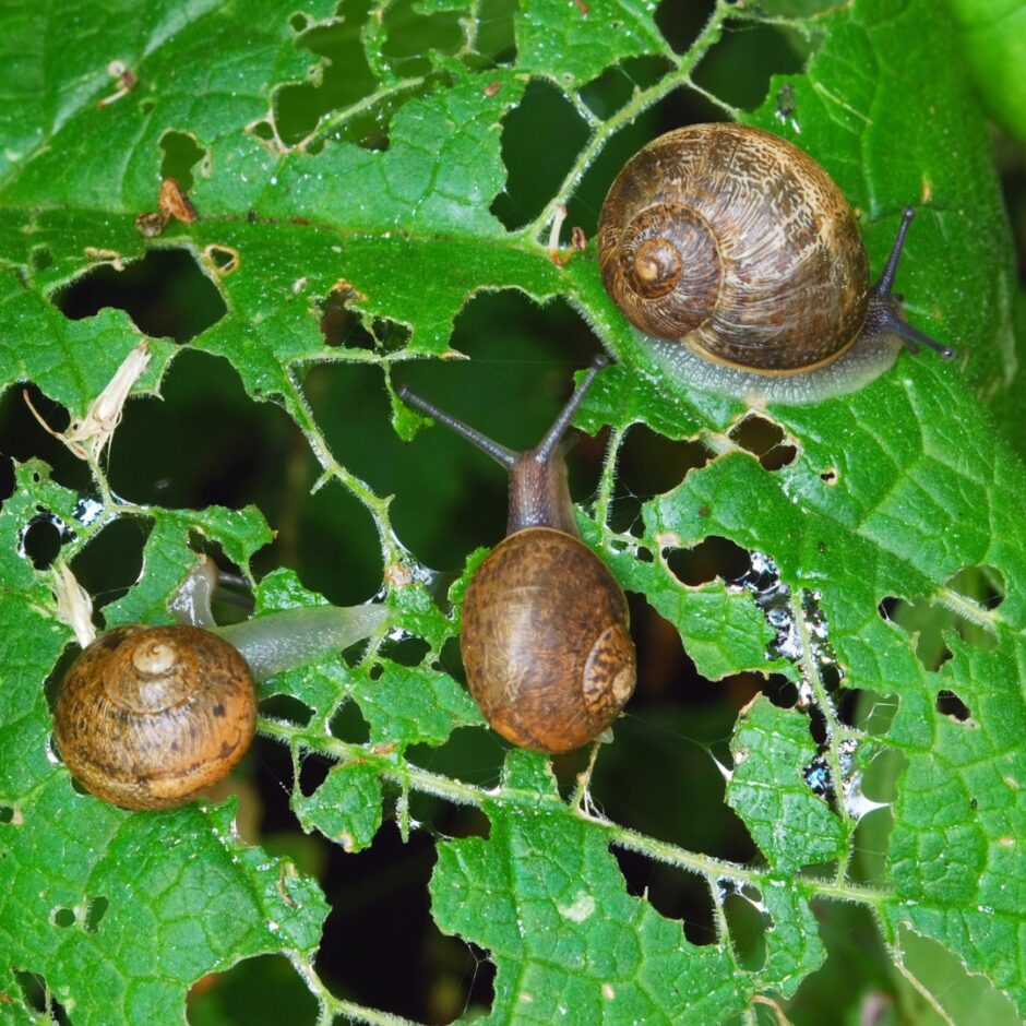Get Rid of Snails - Kapture Pest