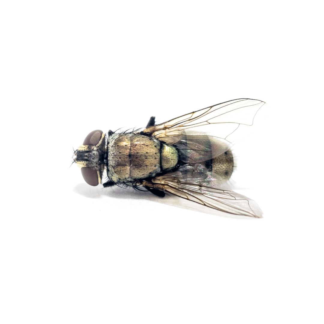 Flies In Home: Keeping Them Out And The Windows Open