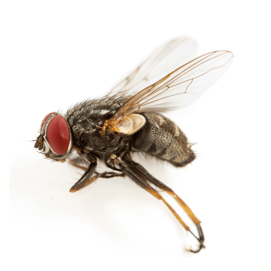 Behaviors of Flies And How To Keep Them Away