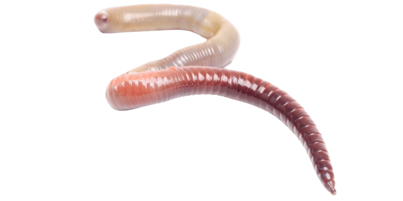 Small Tiny Worms in House - Kapture Pest