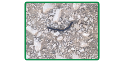Small Tiny Worms in House - Kapture Pest
