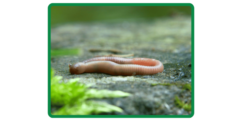 Small Tiny Worms in Your House - Kapture Pest
