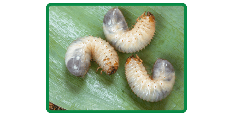 Small Tiny Worms in House - Kapture Pest
