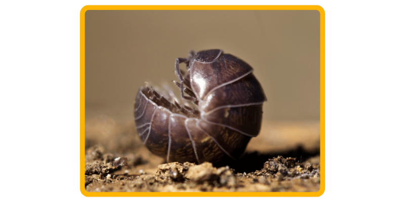 5 Common Bugs With Lots of Legs