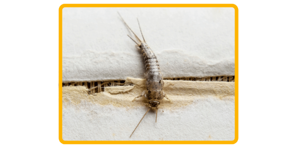 5 Common Bugs With Lots of Legs