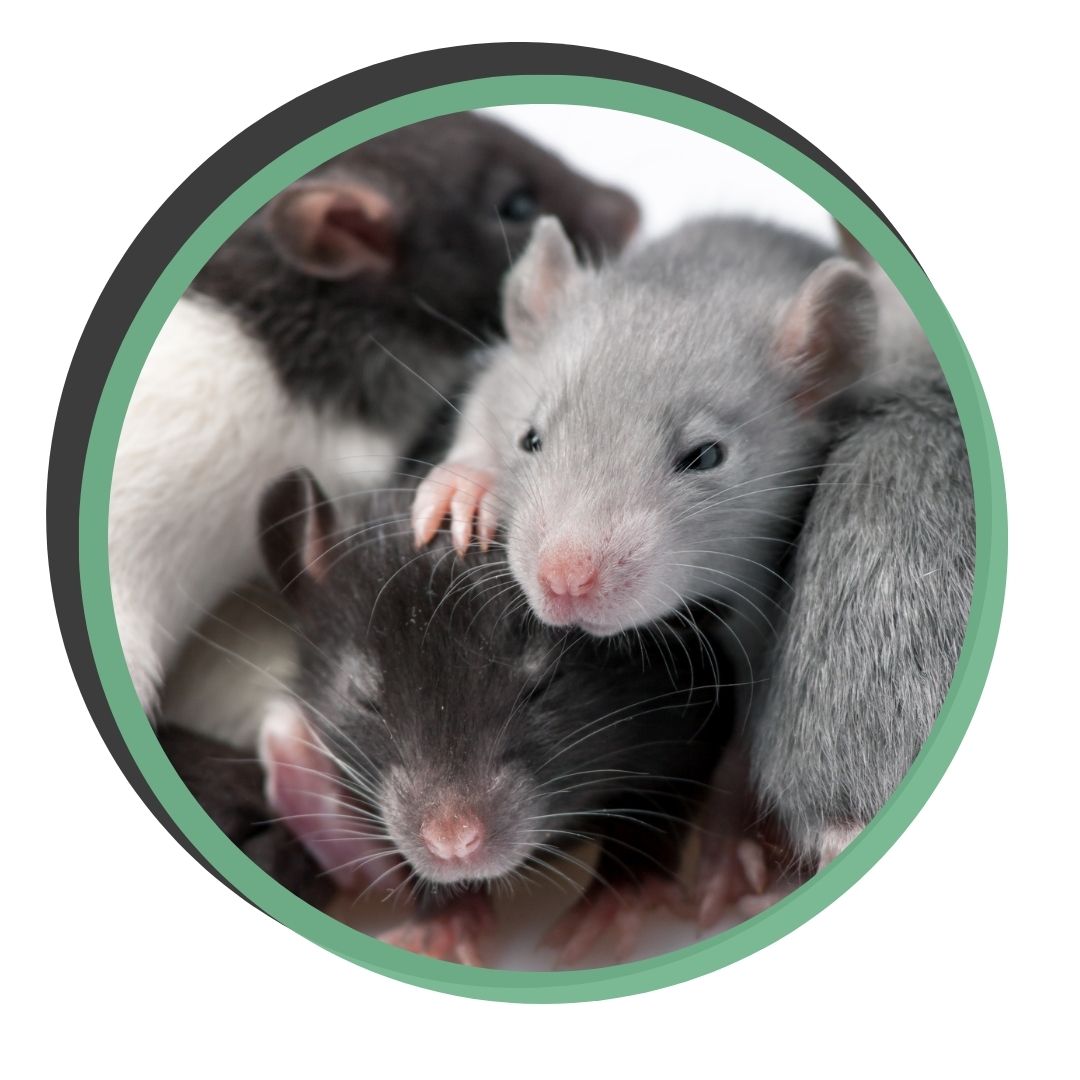 Keep Rats And Mice Out Of Your Warehouse - Kapture