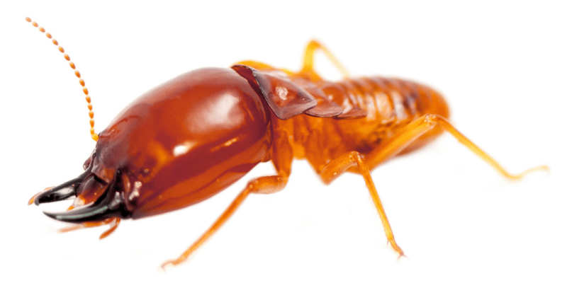 What Do Termites Look Like?