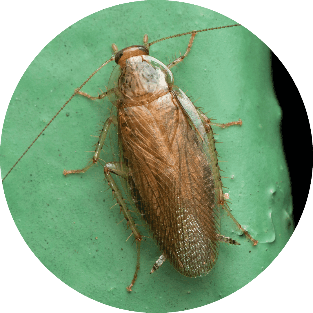 German Cockroach Control North New Jersey | Roach Removal NJ